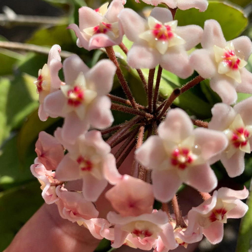 Hoya Carnosa Light Splash Light Pink Flowers – Leaffinds